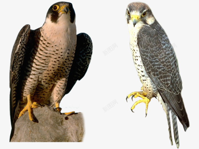猎鹰png图片免费下载-素材wzaaczwht-88ICON