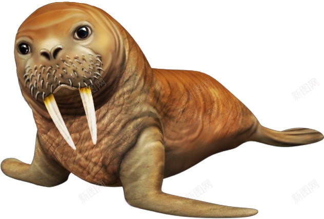 海象png图片免费下载-素材xpvbv-88ICON