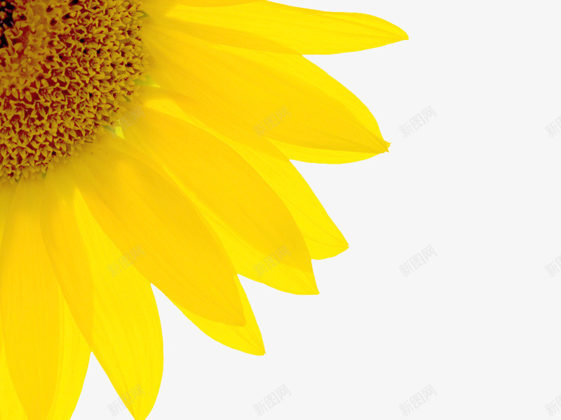 向日葵png图片免费下载-素材heepppj-88ICON