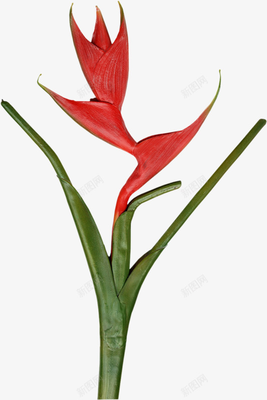 鹤望兰png图片免费下载-素材exiolvyi-88ICON