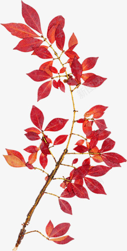 花草画花草png图片免费下载-素材mwsuuzdc-88ICON