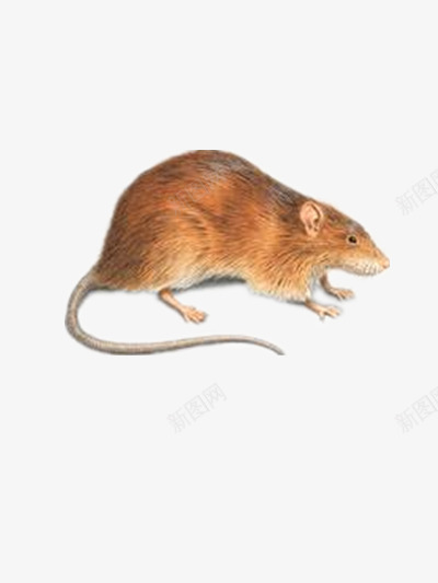 老鼠png图片免费下载-素材uceuijdi-88ICON